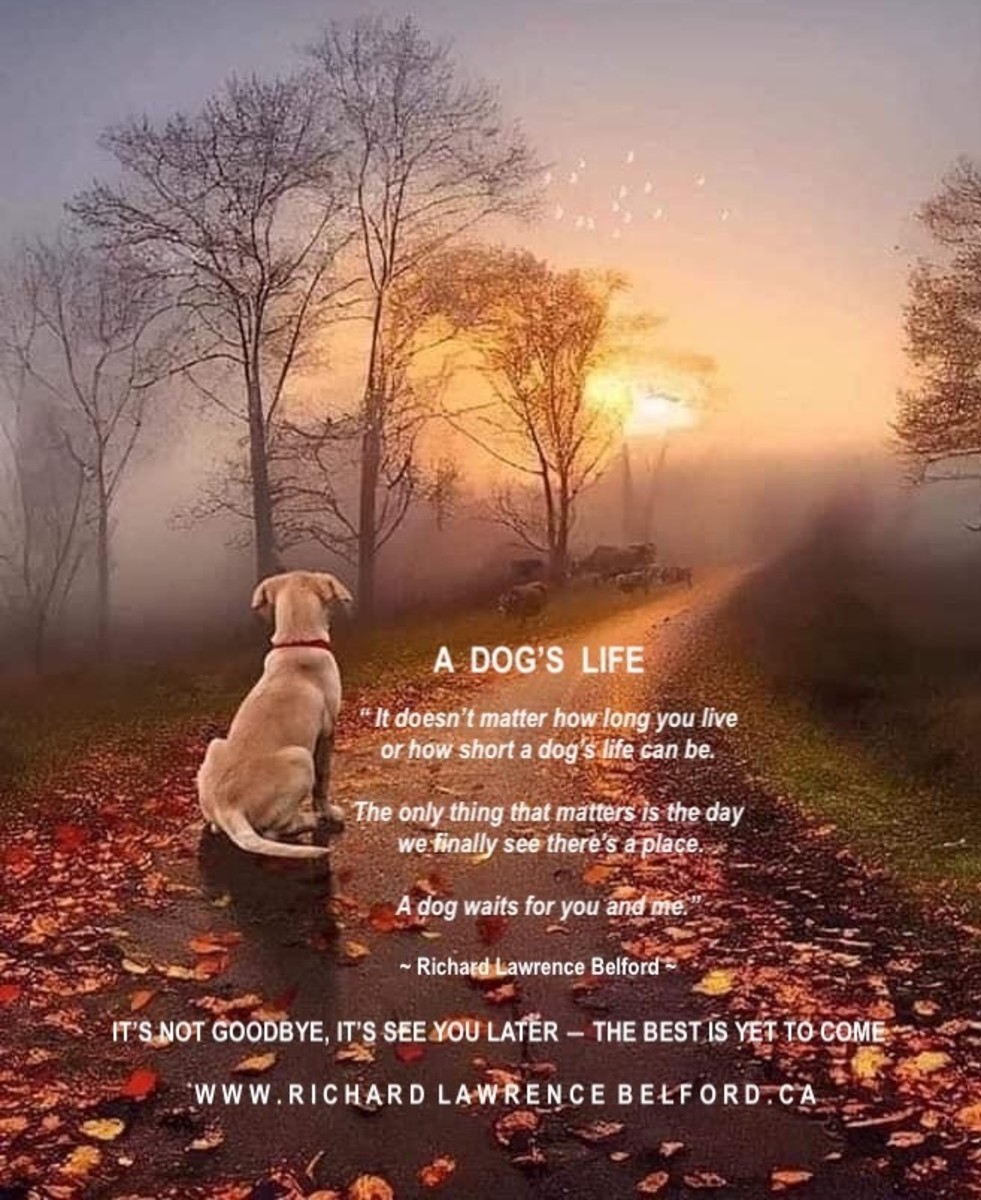 A DOG’S LIFE - HubPages