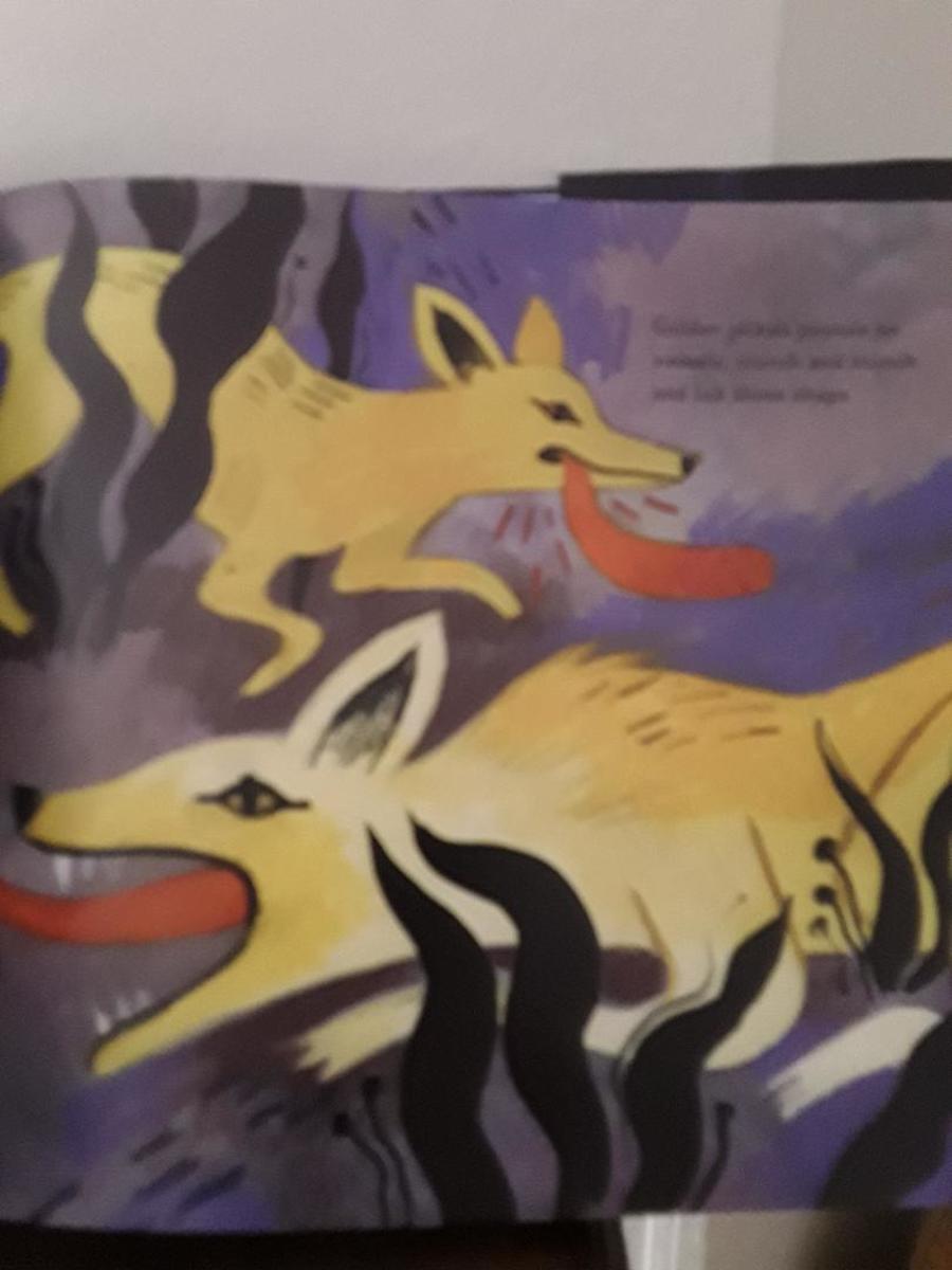 Animals of the Night in Gorgeously Illustrated Picture Book and Story ...