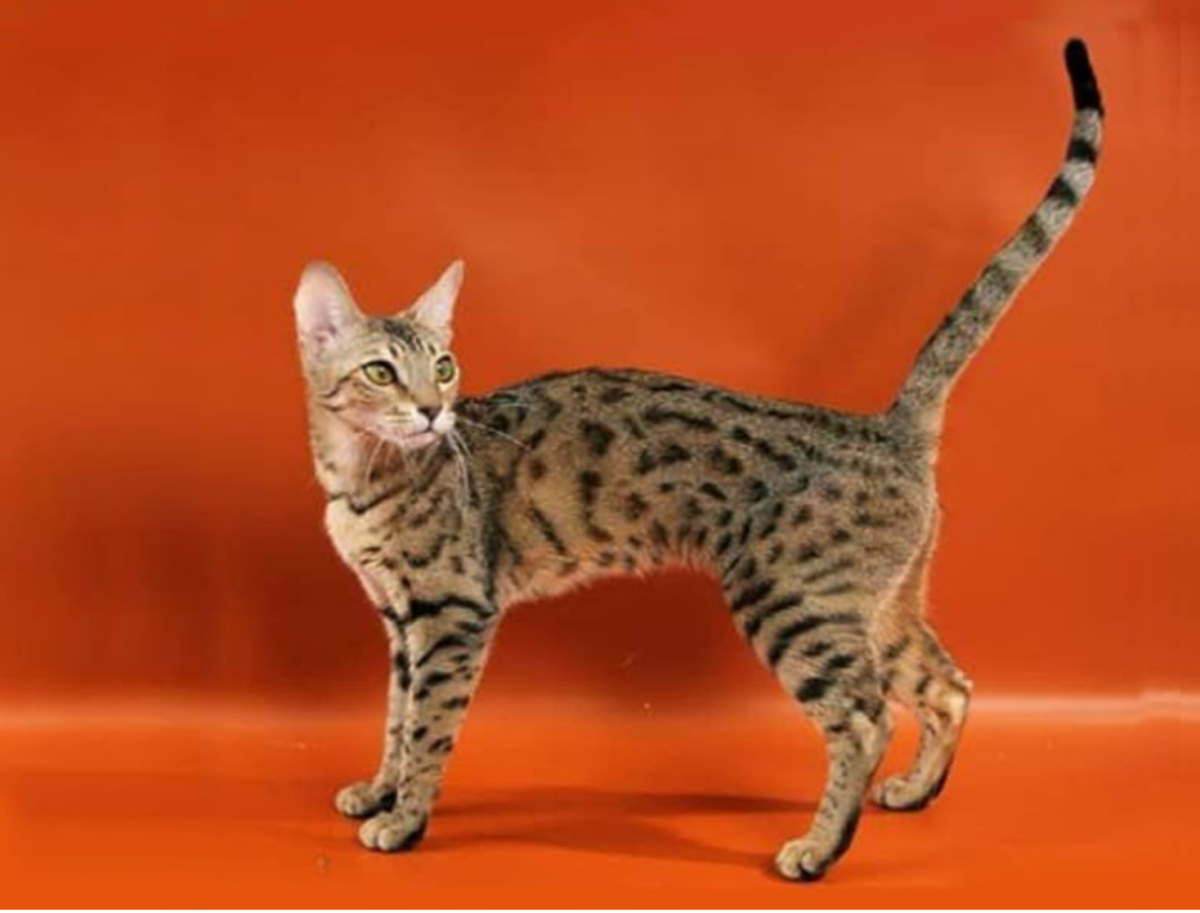 15 Best Hypoallergenic Cats - HubPages