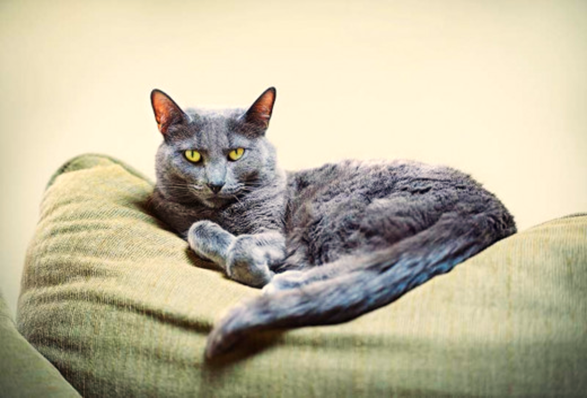 15 Best Hypoallergenic Cats - HubPages