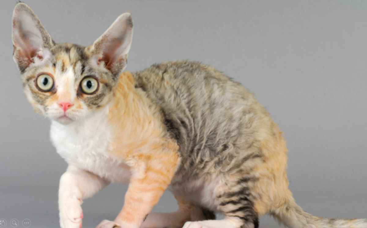 15 Best Hypoallergenic Cats - HubPages