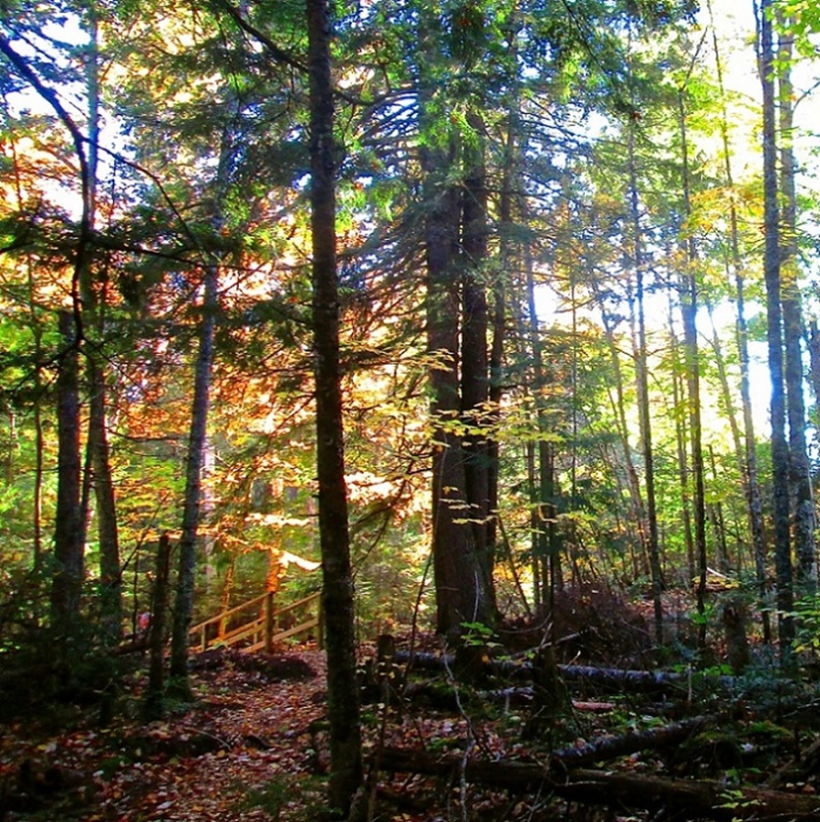 Native American Frog Bay Tribal National Park - Travel Wisconsin - HubPages