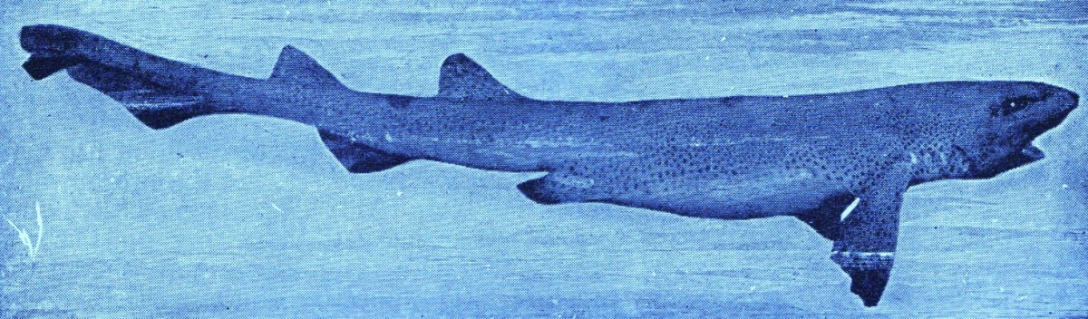 Fishes of the Deep Deep Sea - HubPages