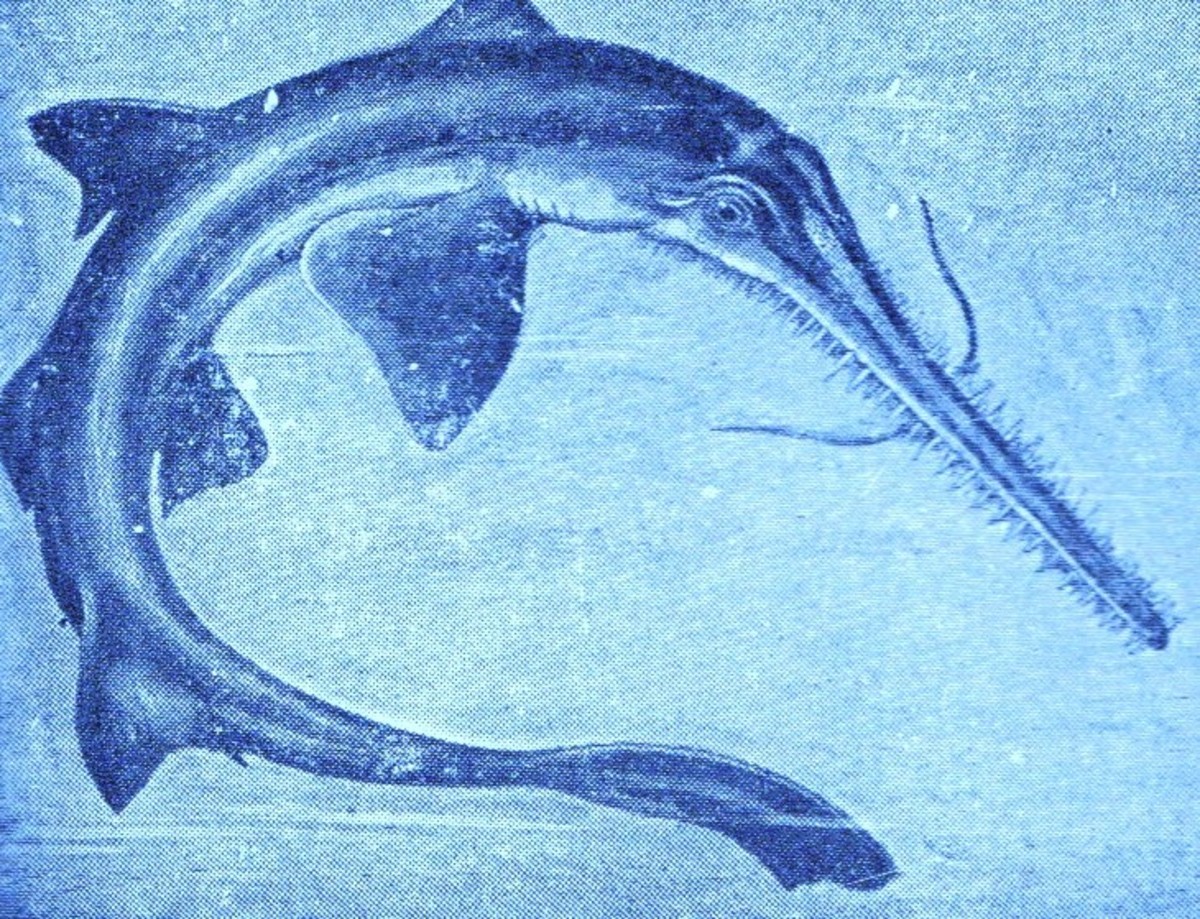 Fishes of the Deep Deep Sea - HubPages