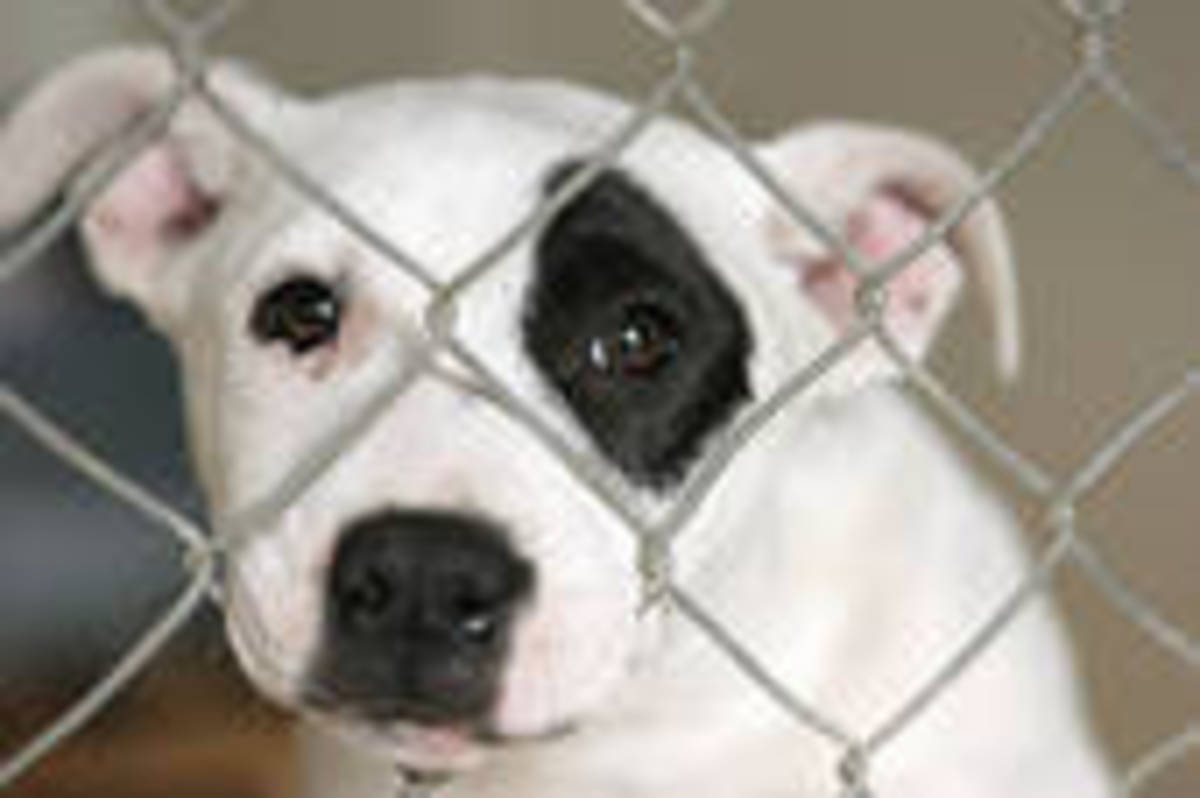 DOG AUCTIONS and PUPPY MILLS ~ What Really Goes On? - HubPages