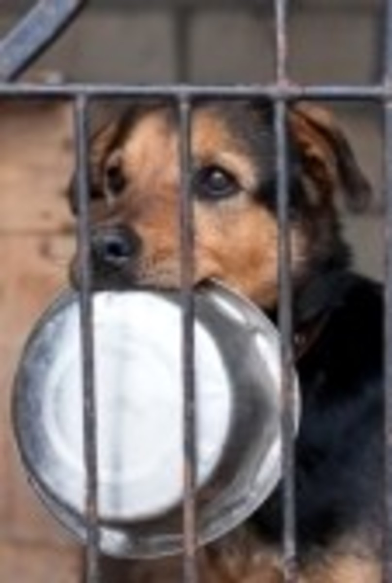 DOG AUCTIONS and PUPPY MILLS ~ What Really Goes On? - HubPages