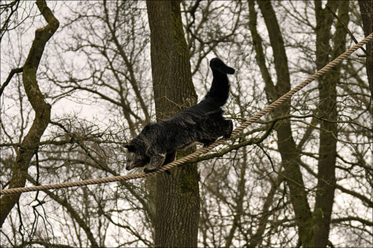 Zoos, Binturong Exotic Animal Education - HubPages