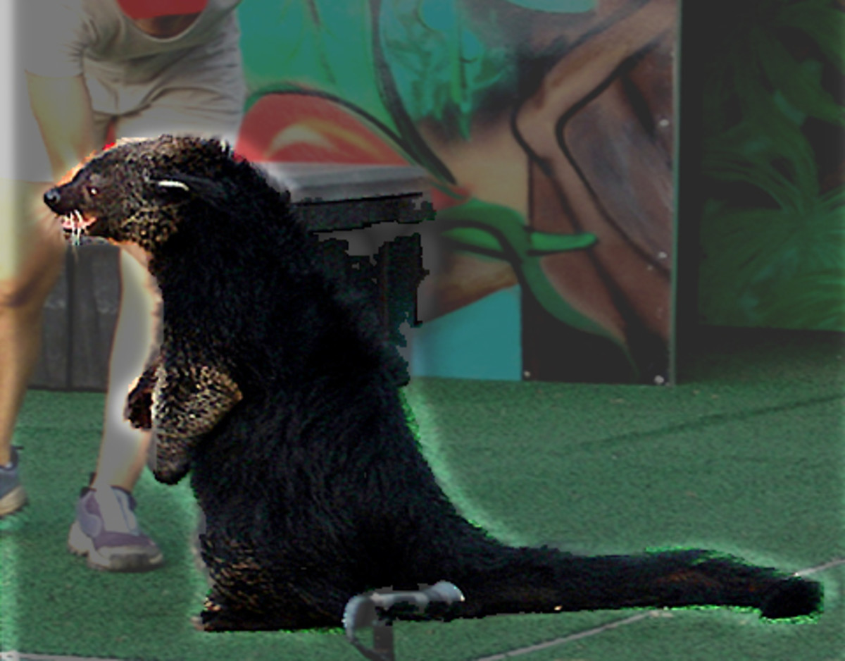 Zoos, Binturong Exotic Animal Education - HubPages