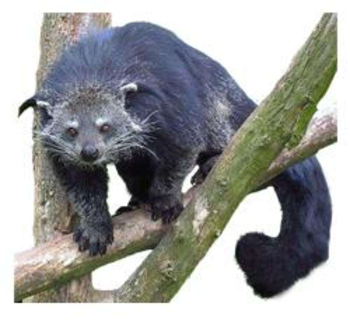 Zoos, Binturong Exotic Animal Education - HubPages