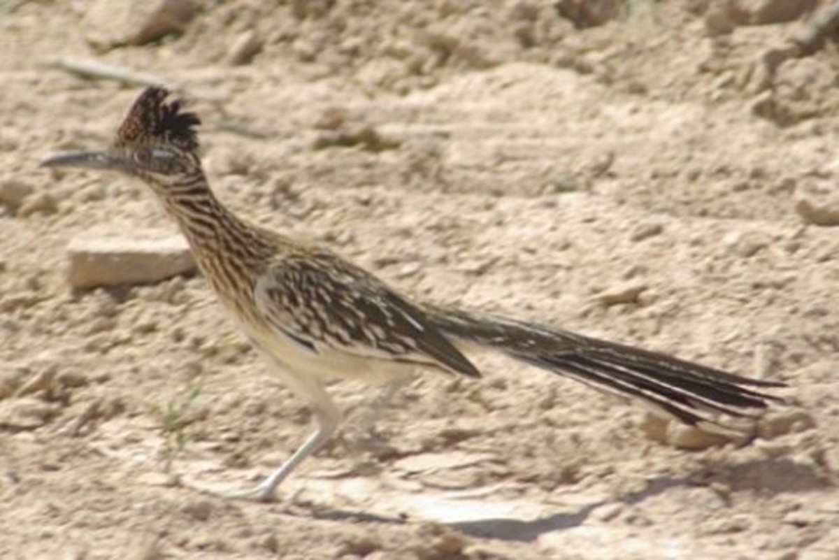The birds of southern Arizona - HubPages