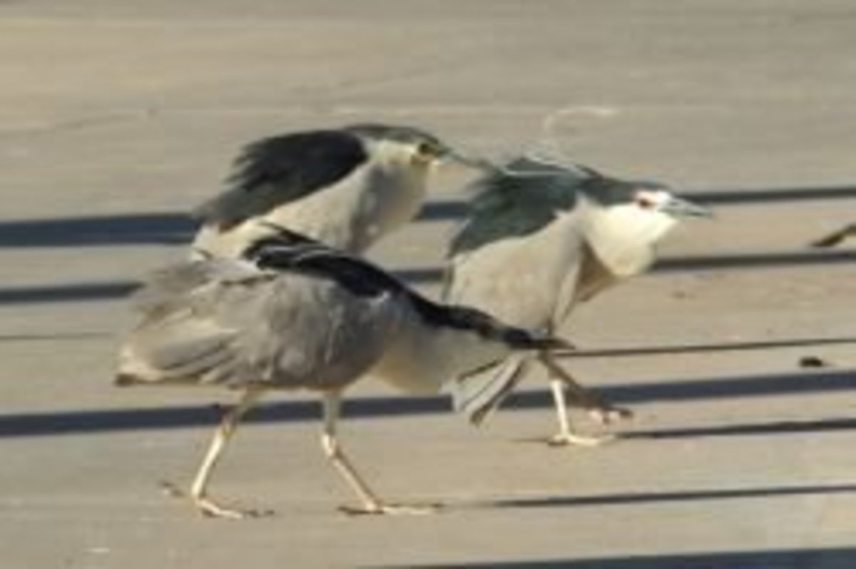 The birds of southern Arizona - HubPages