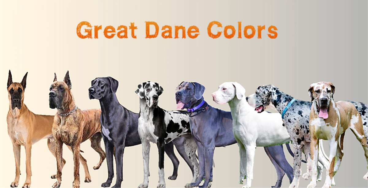 Great Dane Coat And Color Varieties HubPages