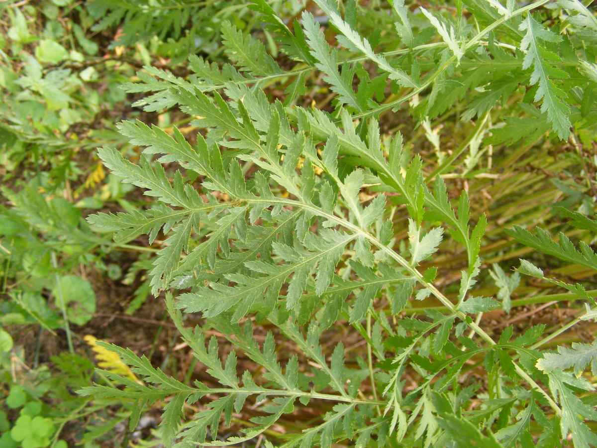 Quick Plant Care Guide Grow Tansy Tanacetum Vulgare - HubPages