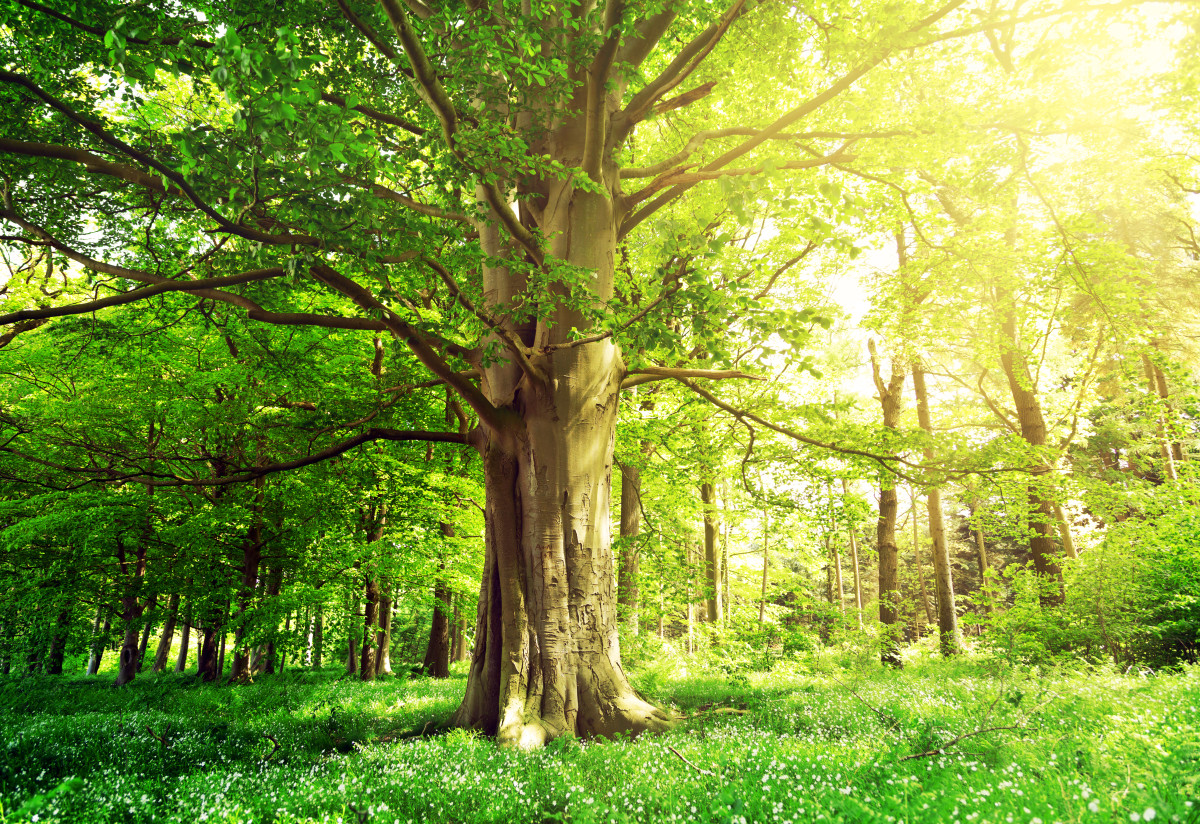 How to Protect Your Home With Tree Magic - HubPages