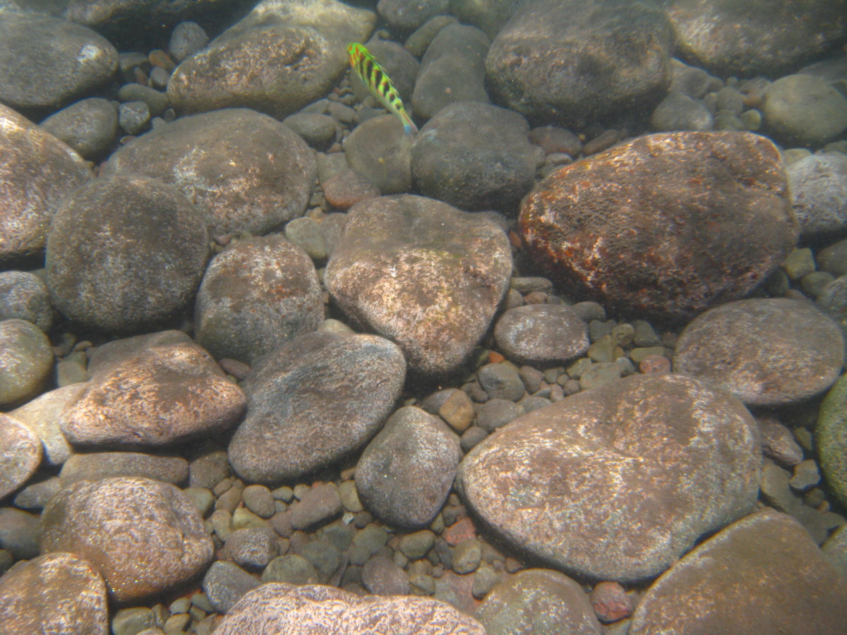 Stone Fish – How to Play Safe in the Whitsundays and on the Great ...