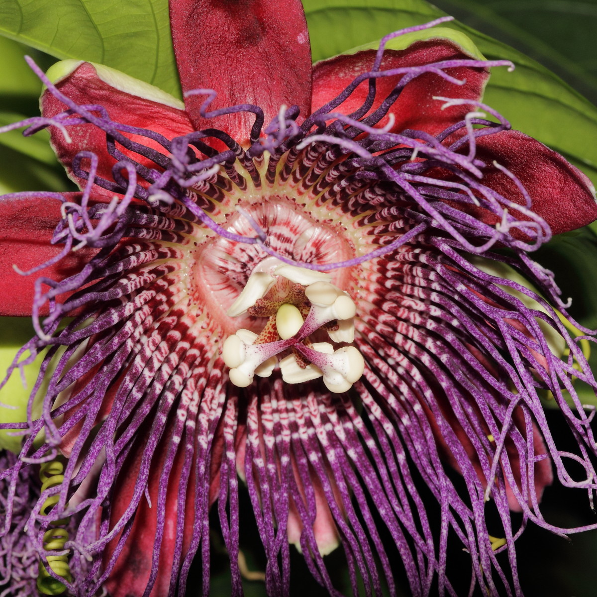 Growing The Exotic Passionflower in Your Garden - HubPages