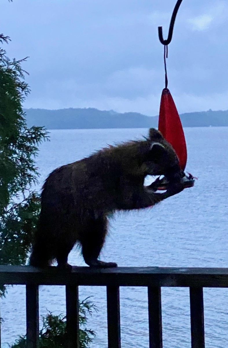 What It's Like Living With Raccoons - HubPages