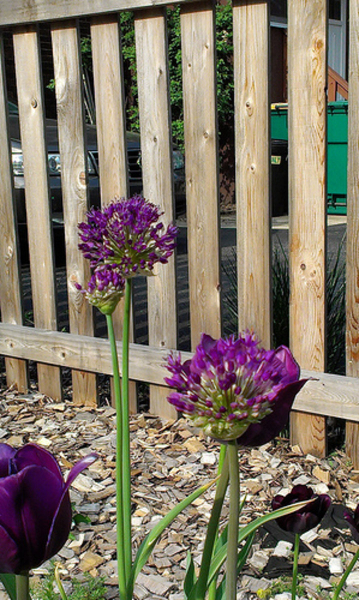 All about Alliums - HubPages