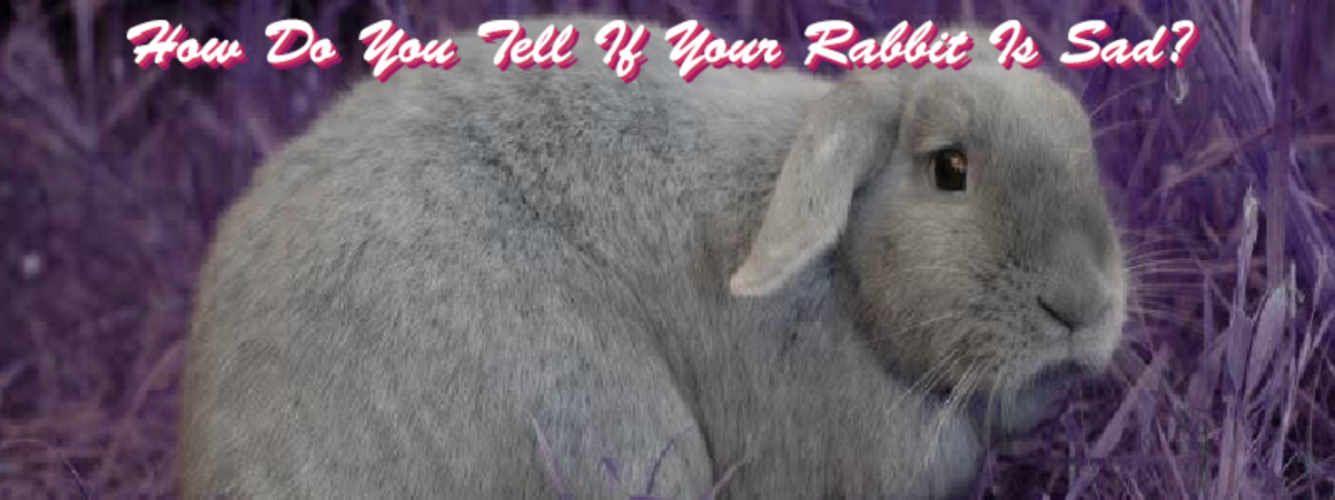 How to Give My Rabbit the Best Life - HubPages