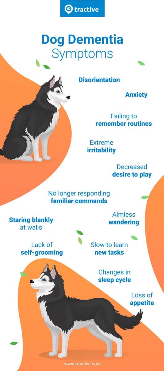 Canine Cognitive Dysfunction - HubPages