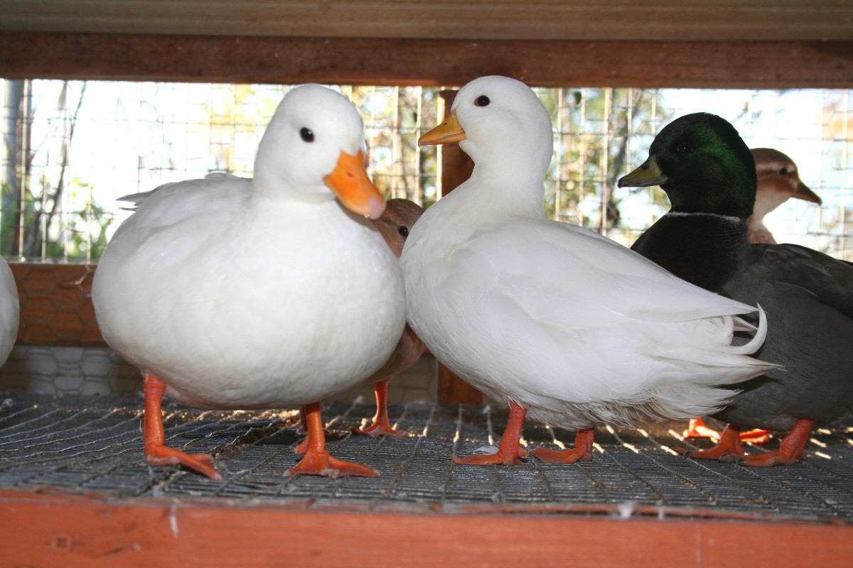 Best Pet Ducks For Beginners PetHelpful Best Pet Ducks For Beginners PetHelpful
