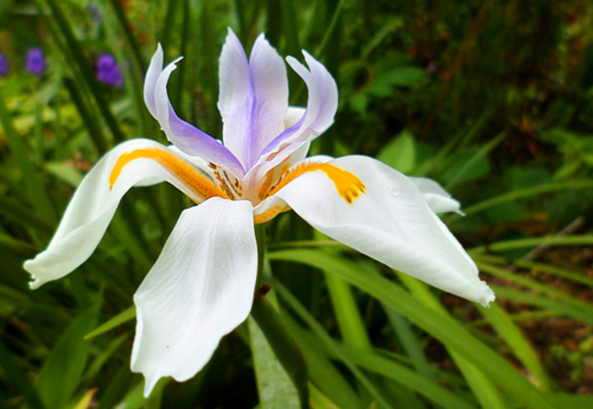 Photo Gallery: Garden of Eden - HubPages