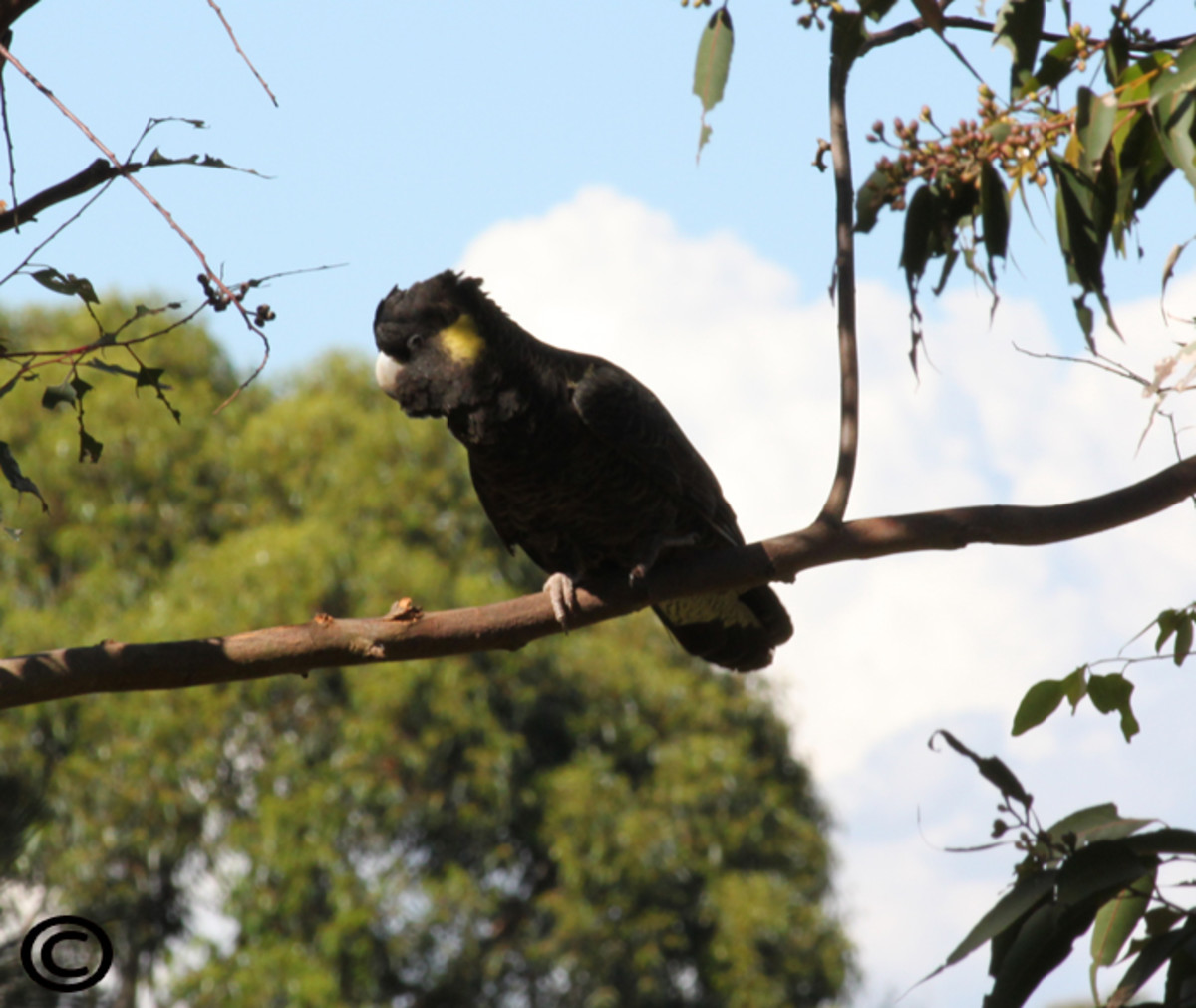 Australian Native Birds - Sulphur-Crested Cockatoo - HubPages