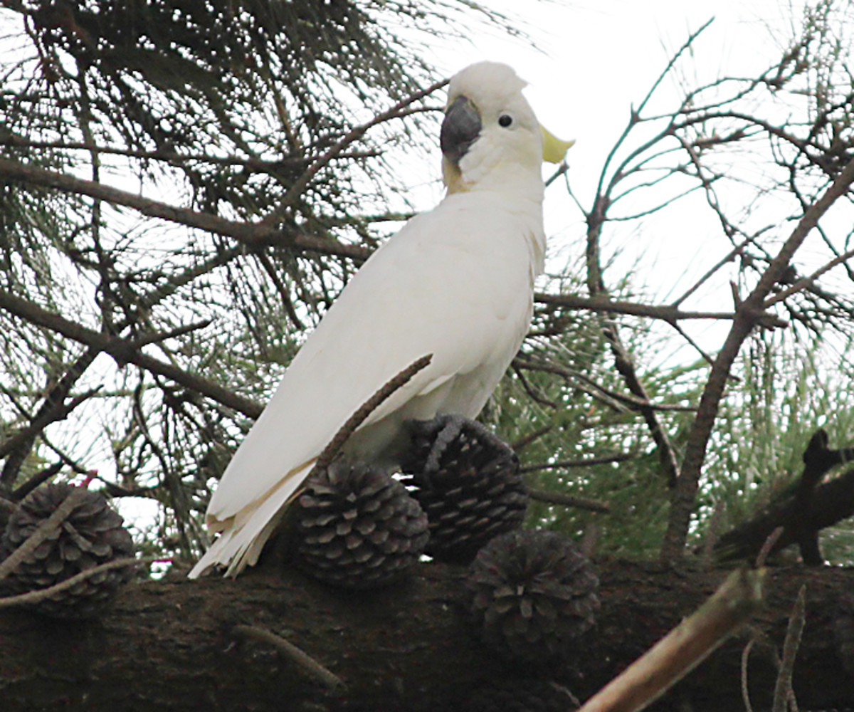 Australian Native Birds - Sulphur-Crested Cockatoo - HubPages
