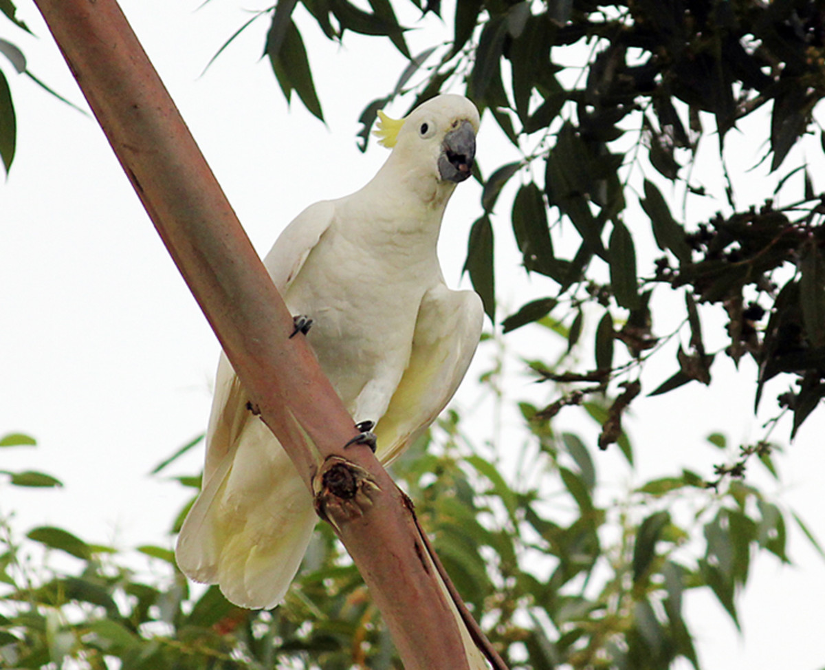 Australian Native Birds - Sulphur-Crested Cockatoo - HubPages