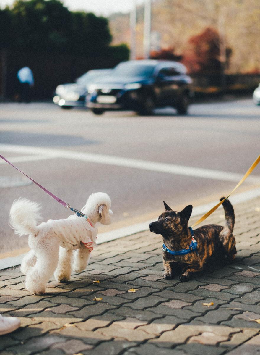 3 Reasons You Should Walk Your Dog Daily - HubPages