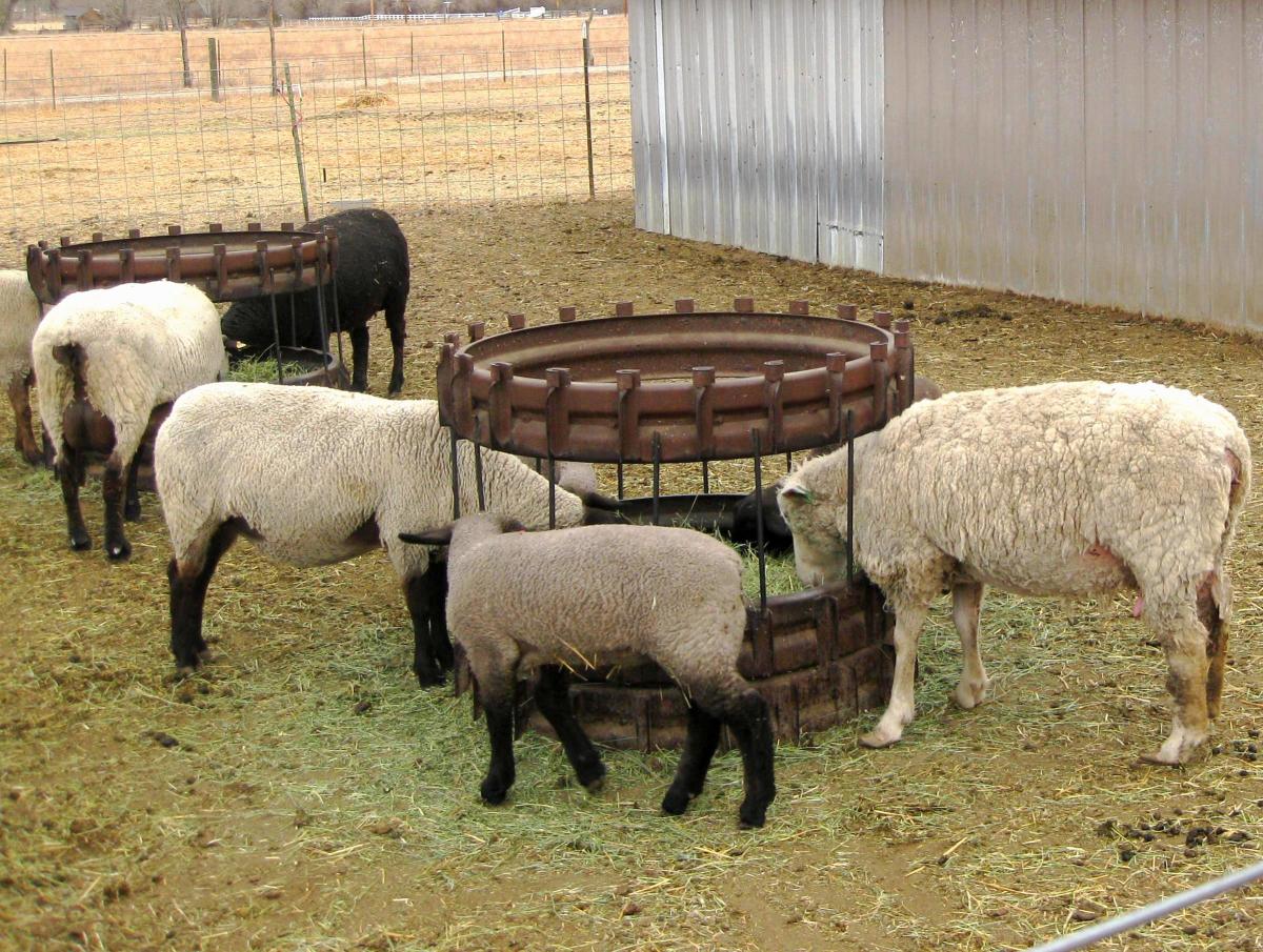 The Utility of Snake Venom Research - HubPages