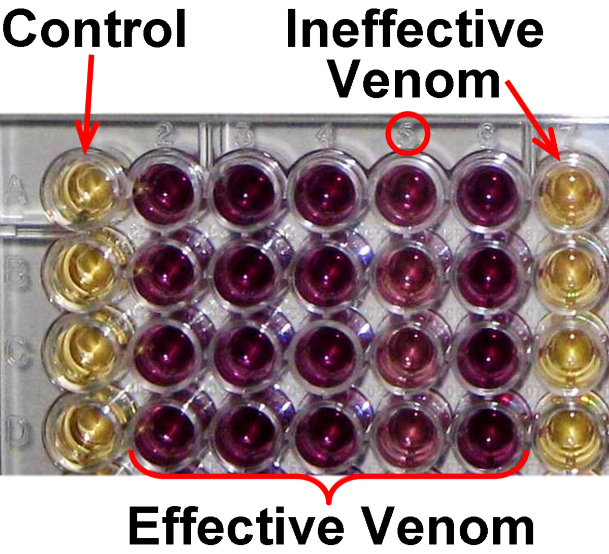 The Utility of Snake Venom Research - HubPages