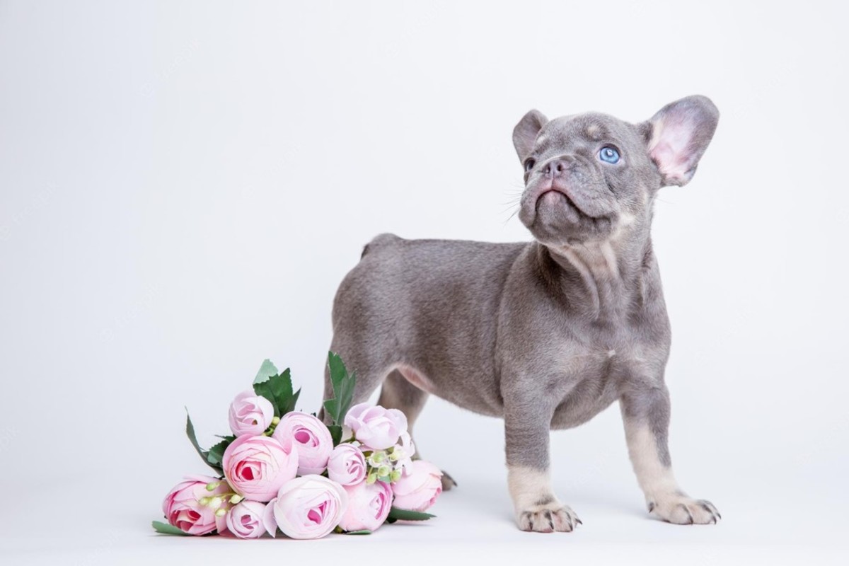 Types of French Bulldog: Coat and Color Varieties - HubPages