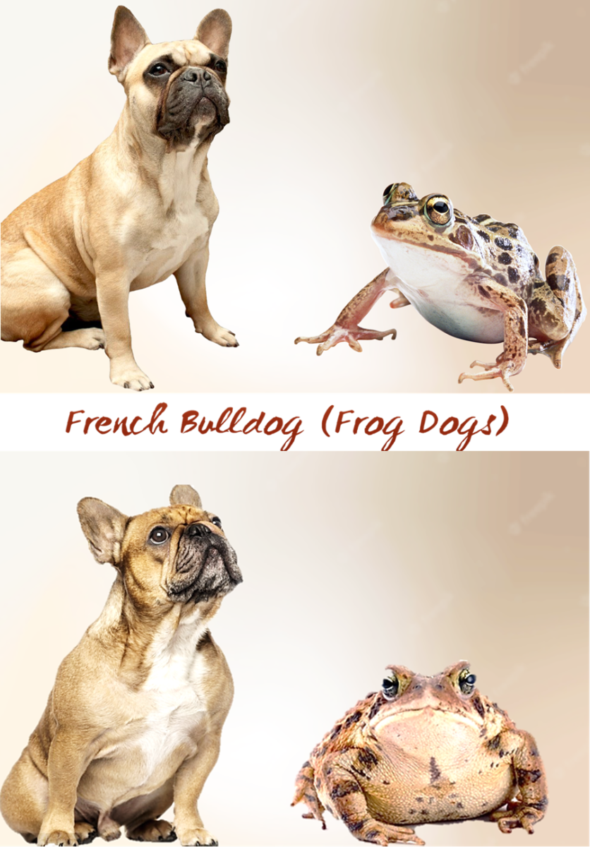 15 Interesting Facts about French Bulldog - HubPages