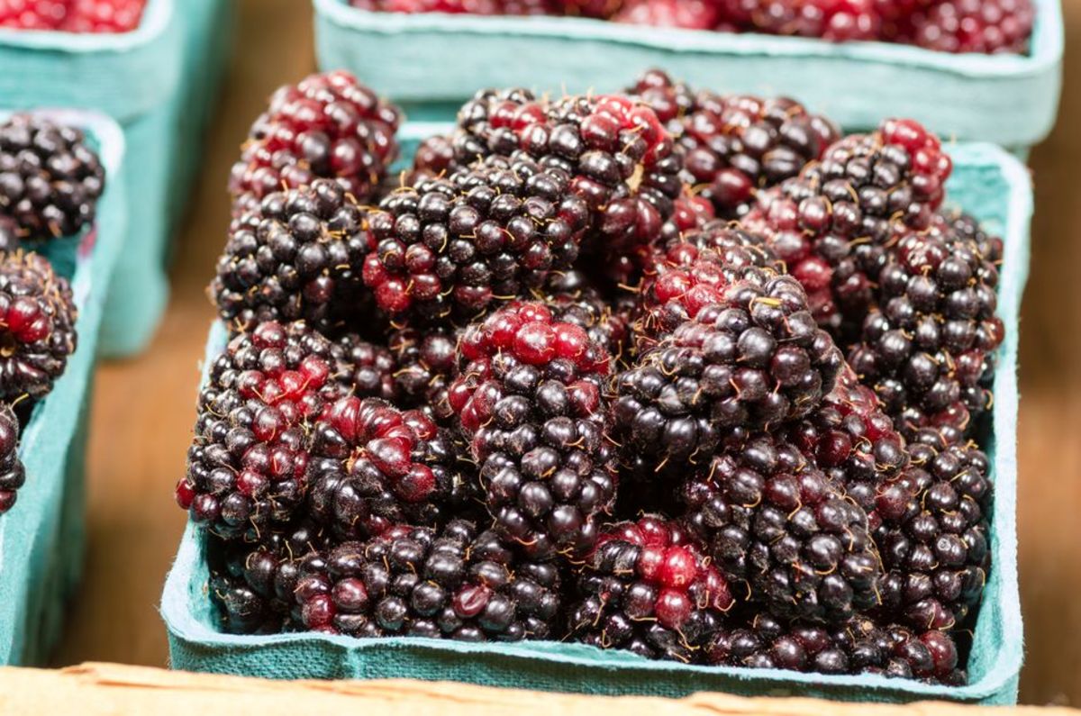 The Marionberry: Origin Story of This Pacific Northwest Gem - HubPages