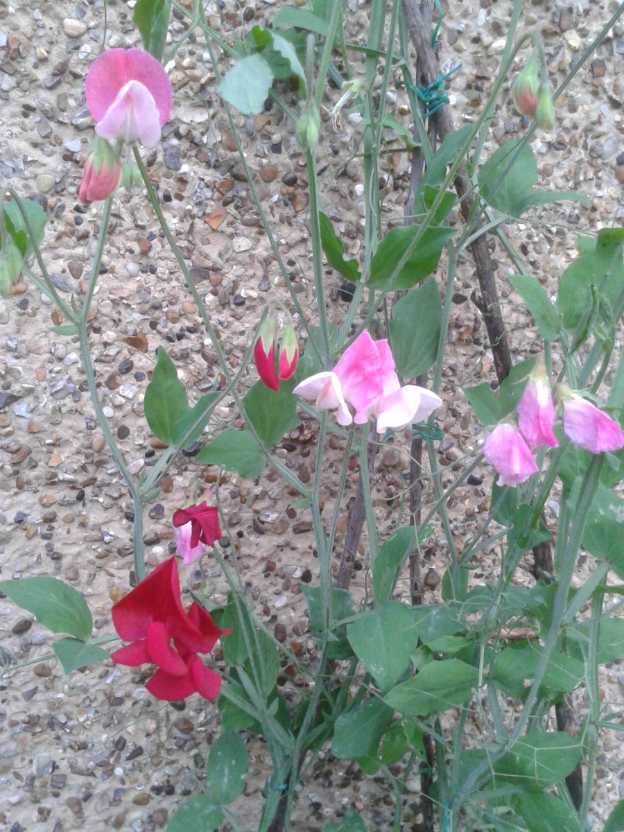 Creating a Garden of Pink and White Flowers - HubPages