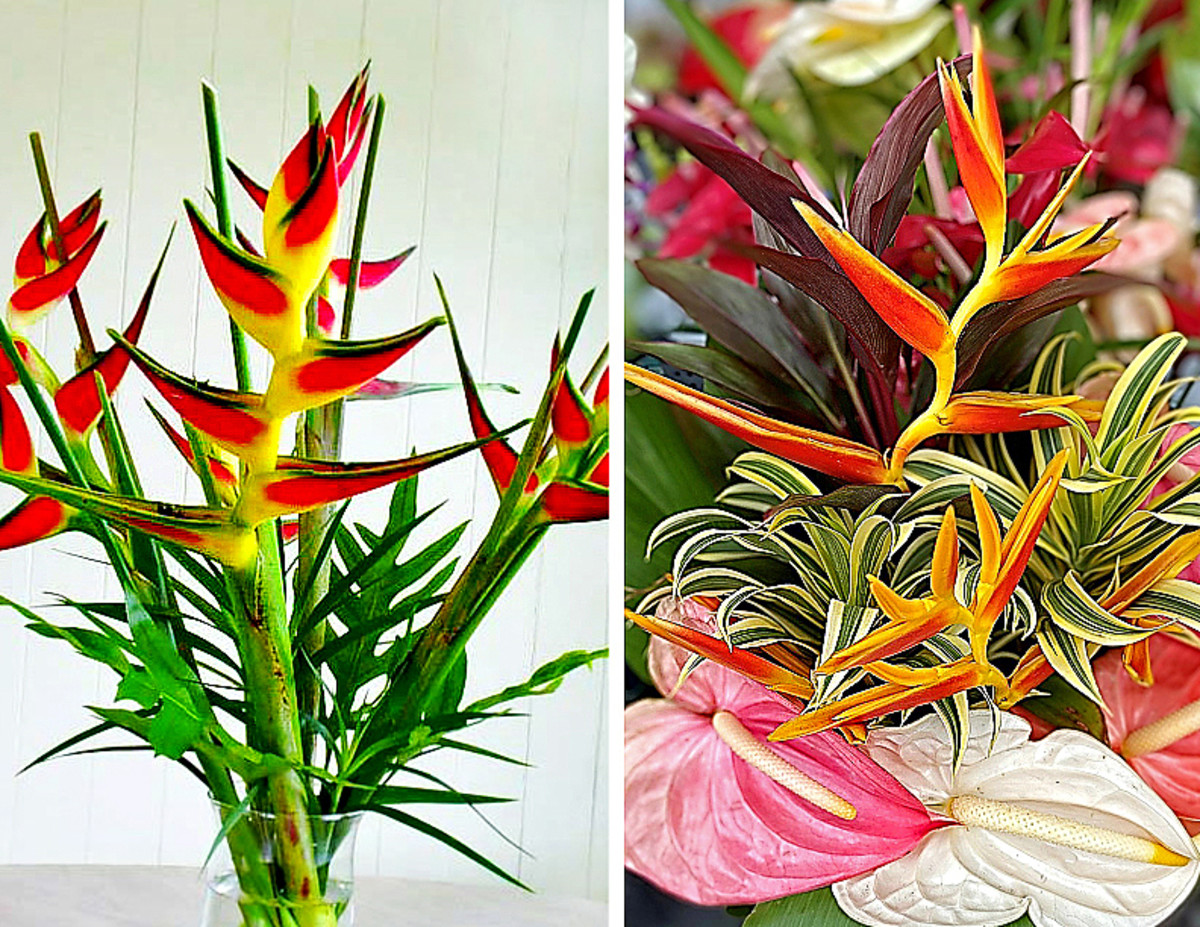 For the Love of Heliconia: A Beautiful Plant Species - Dengarden