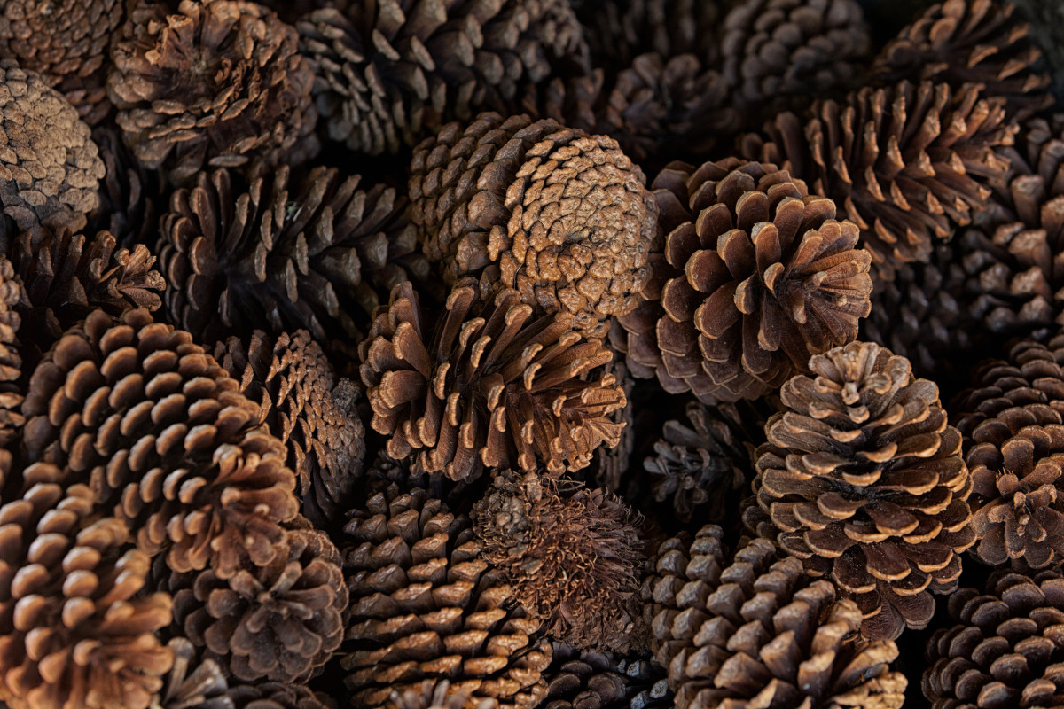 This Pine Cone Garland Apparently Helps Ward Off Sickness - HubPages