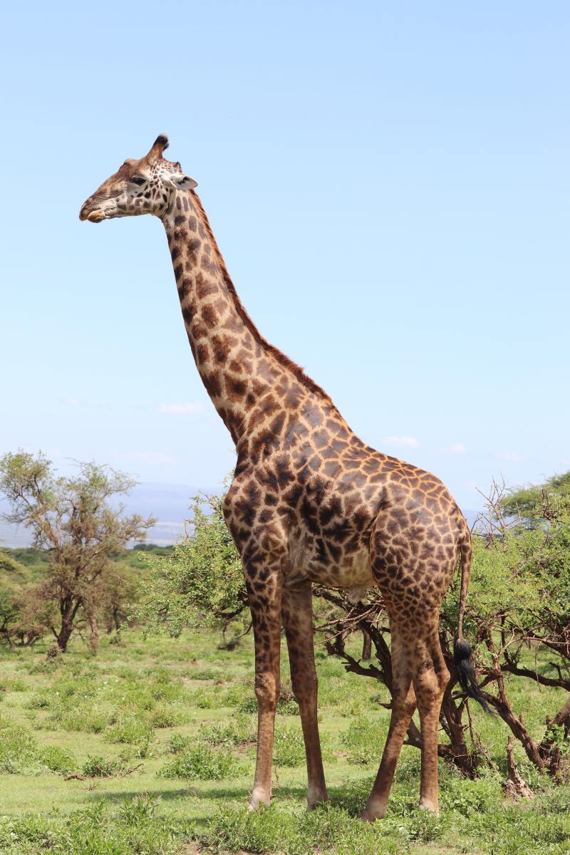 300+ Cute Giraffe Names & Ideas - HubPages