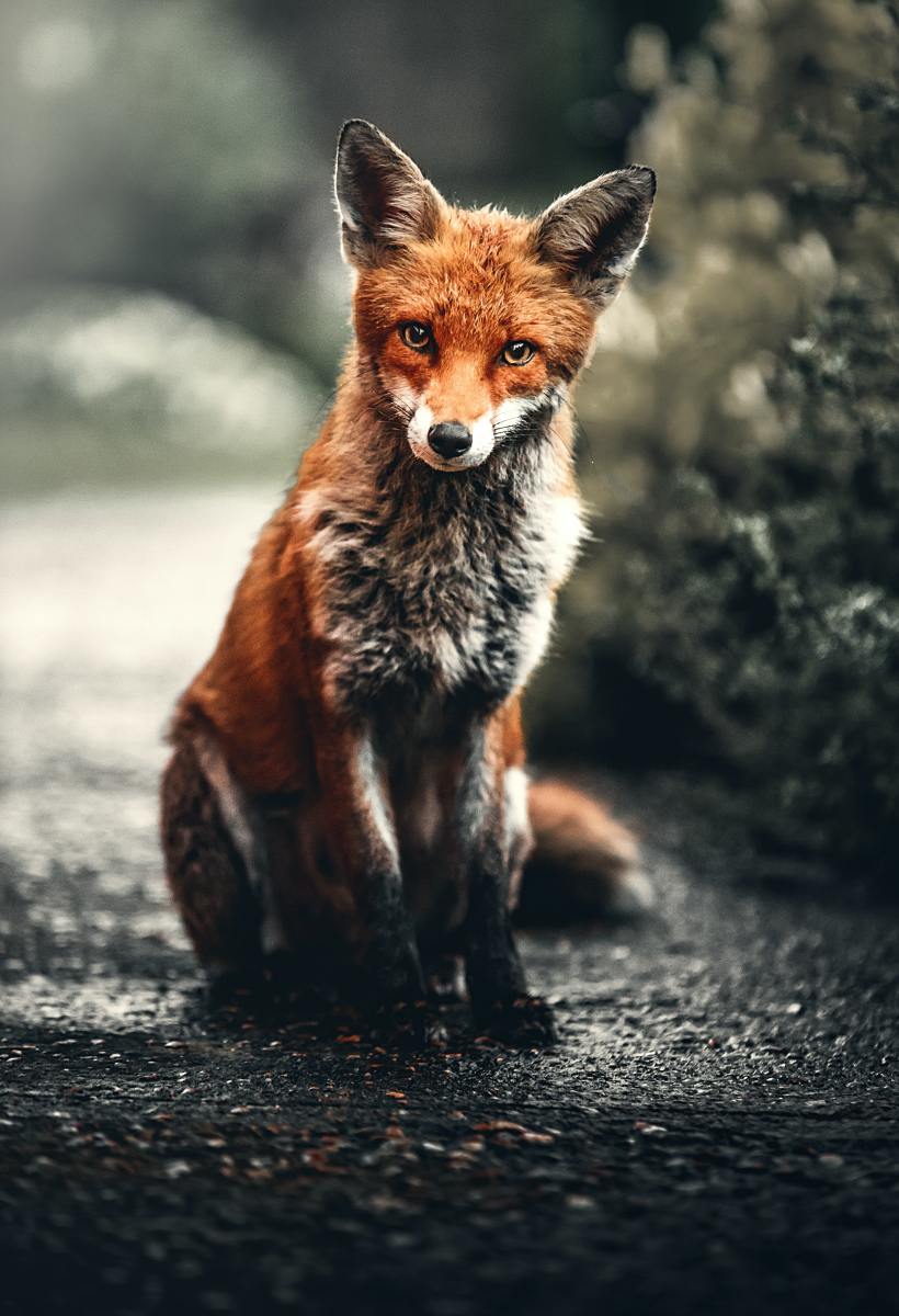 150+ Cute Fox Names & Ideas - HubPages