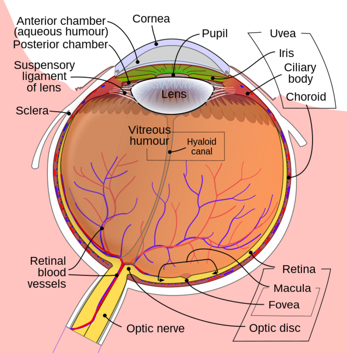 Anatomy And Structure Of The Human Eye With Diagrams Owlcation Sexiz Pix