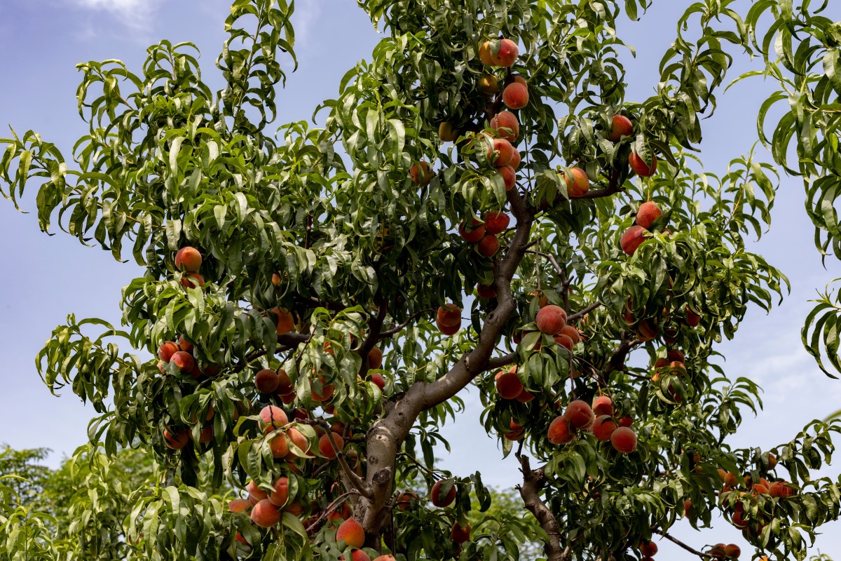 North Carolina Couple Experience Glitch in the Matrix When a Peach Tree ...