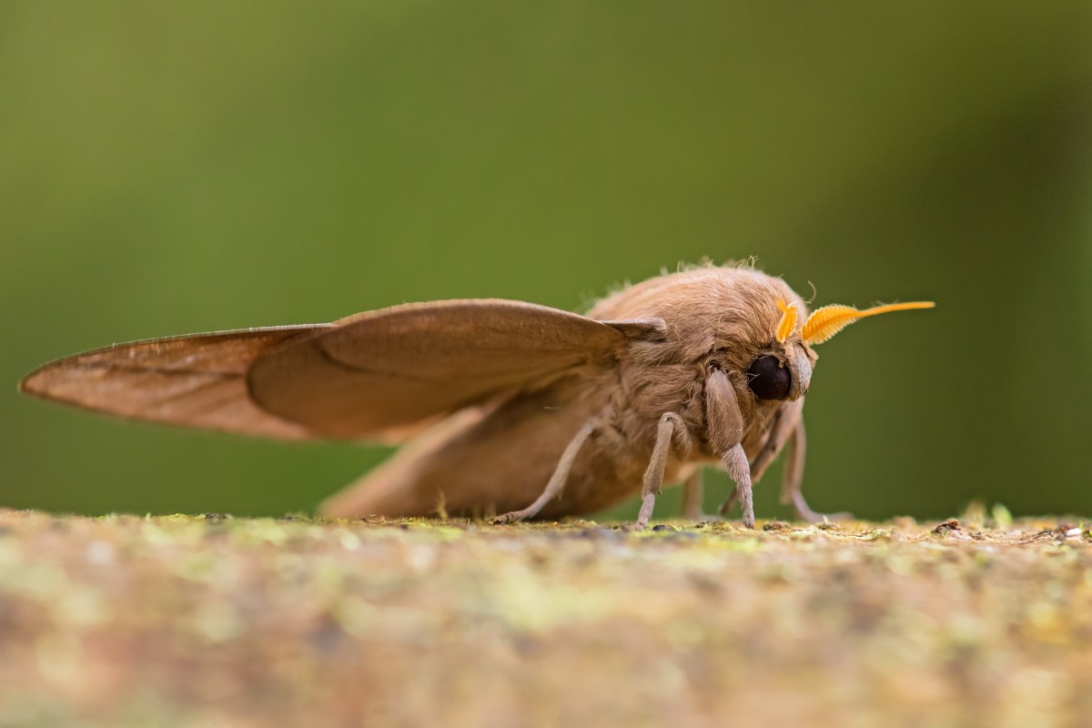 People Are Convinced Woman Is a Fairy After Magical Moth Encounter ...