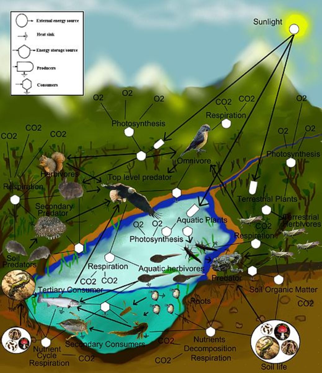 Trophic Levels and the Food Chain - HubPages