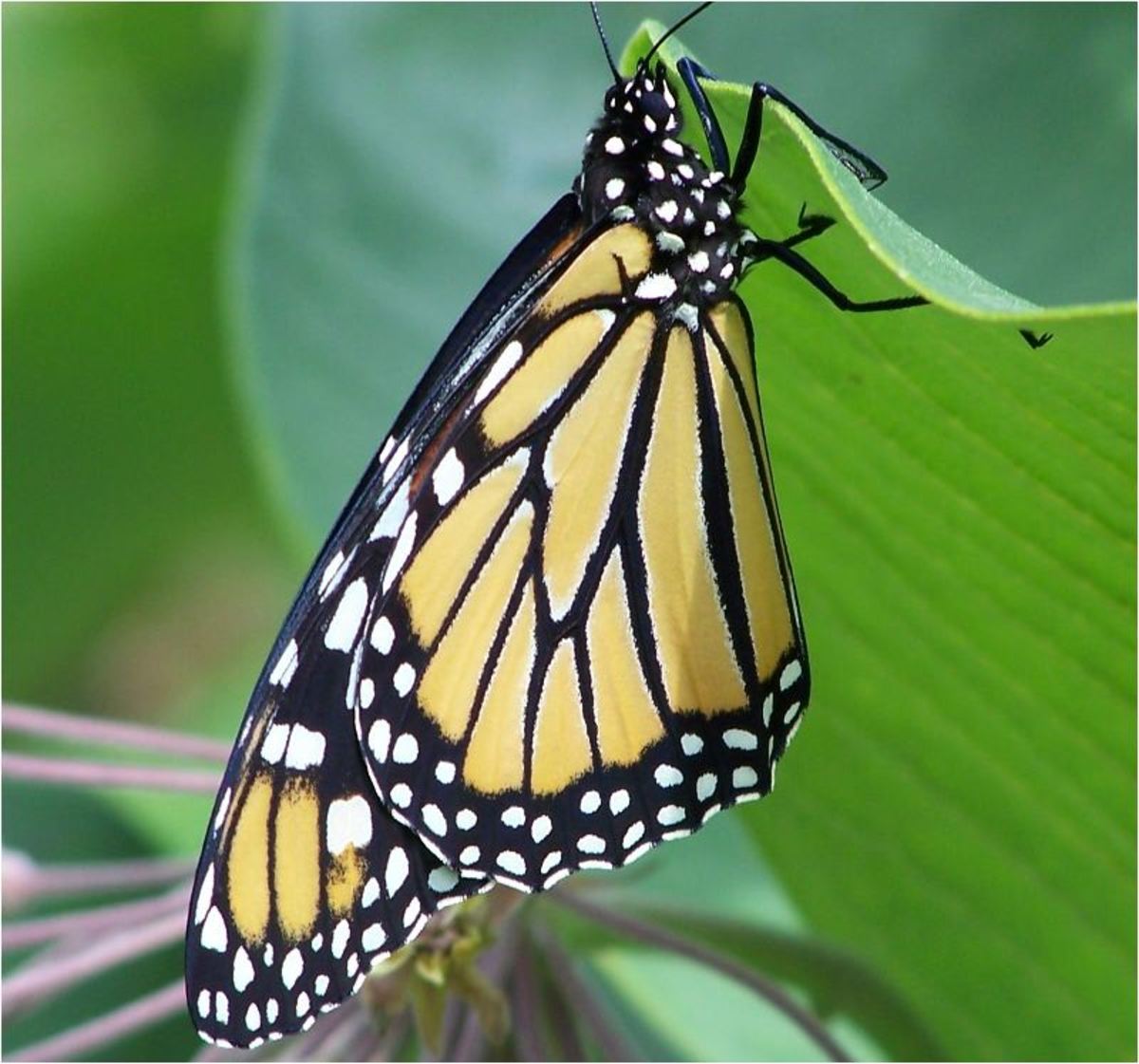 Butterflies In Our Garden and The Flowers They Love. Puddling of ...