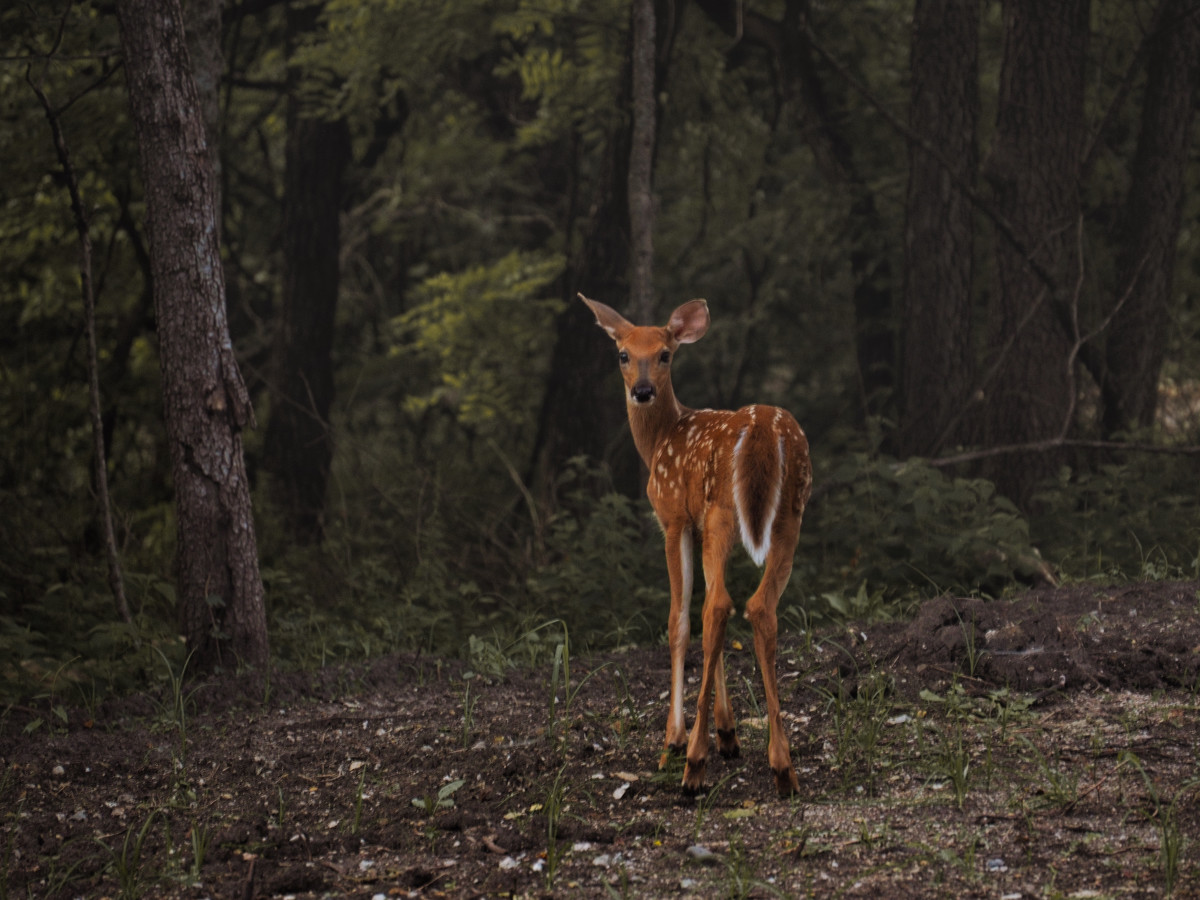 Invisible Entity Scares Deer on Trail Cam - HubPages