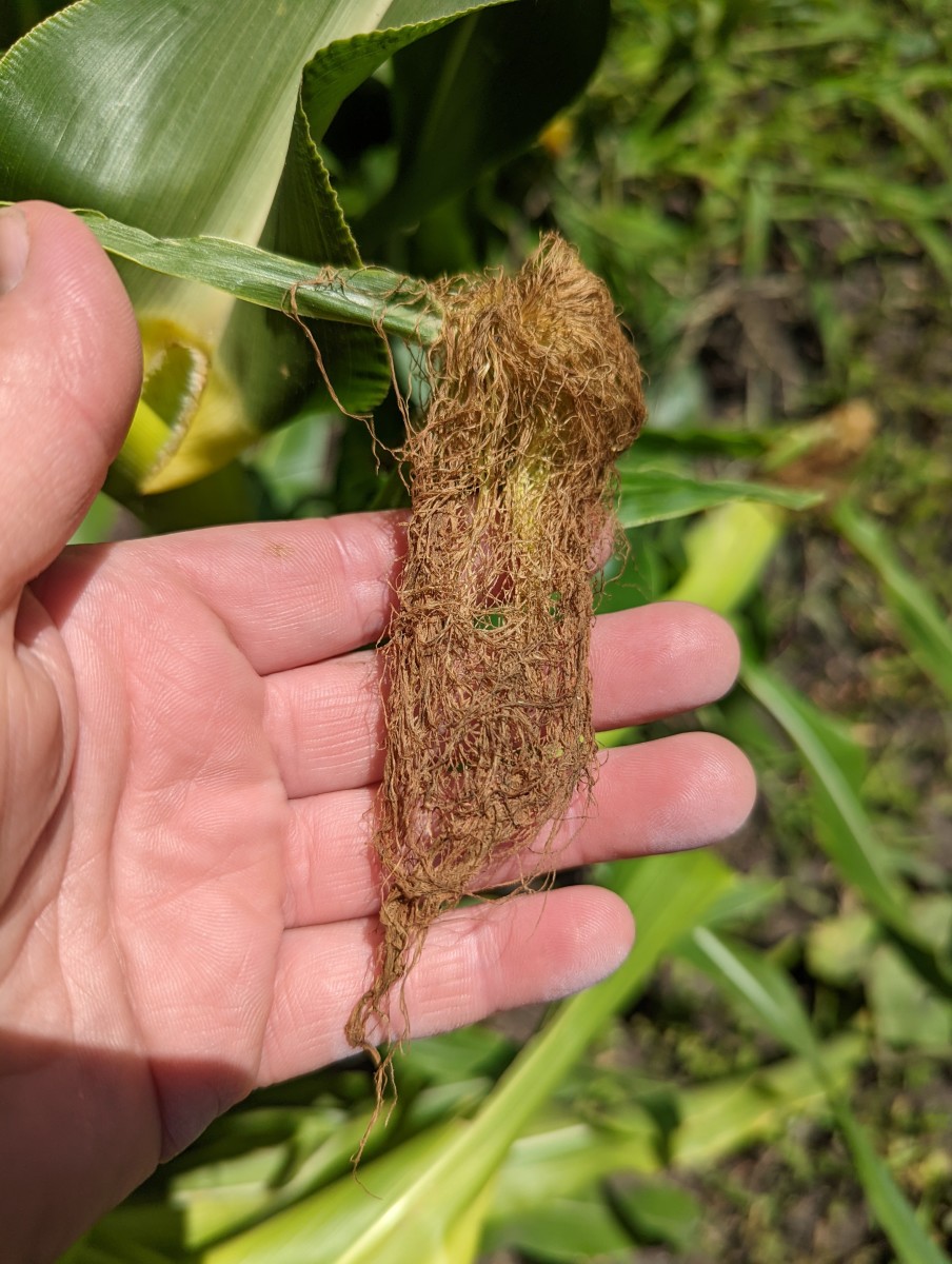 Corn - Growing Sweet Corn - HubPages