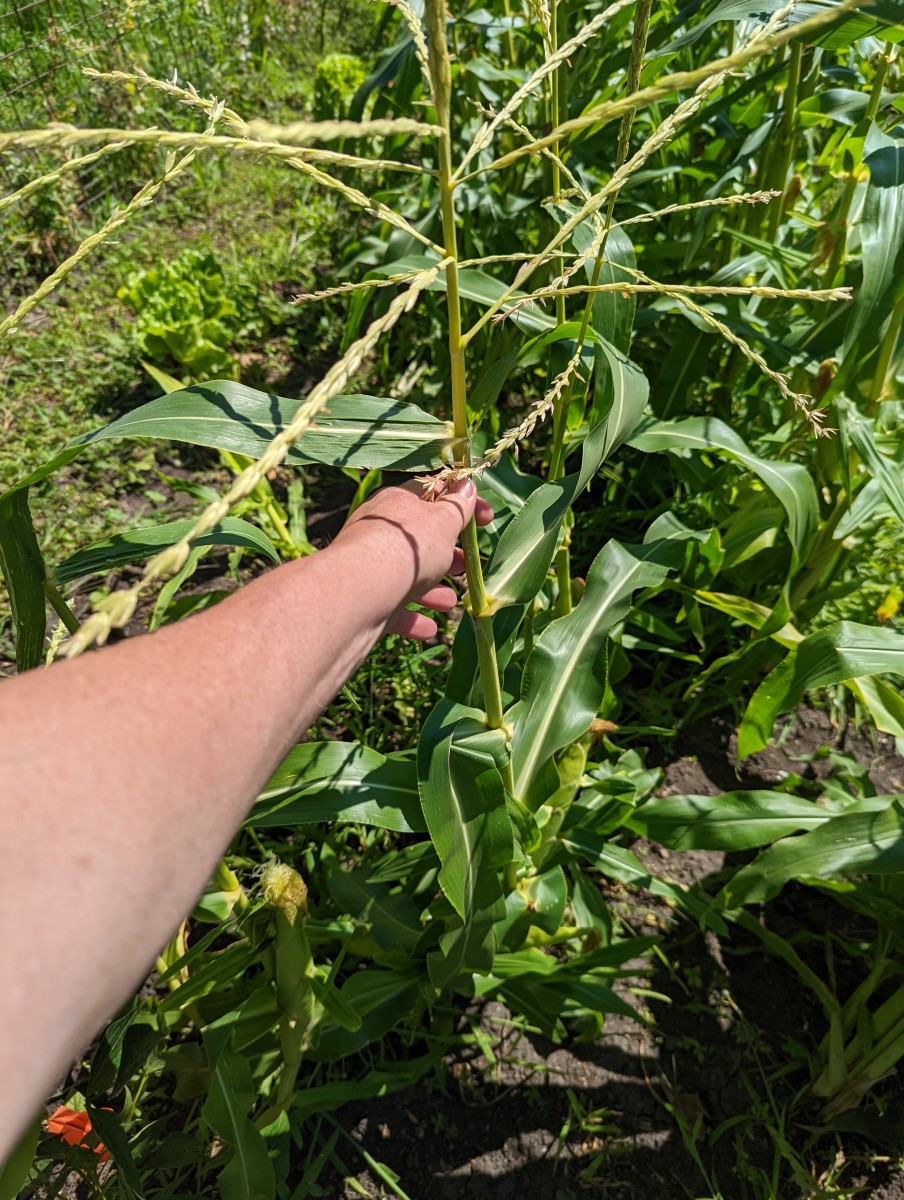 Corn - Growing Sweet Corn - HubPages