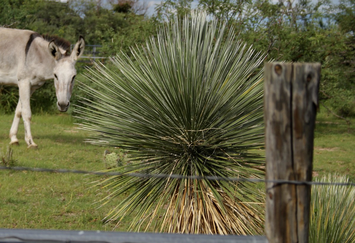 Surprising Facts About Yucca - HubPages