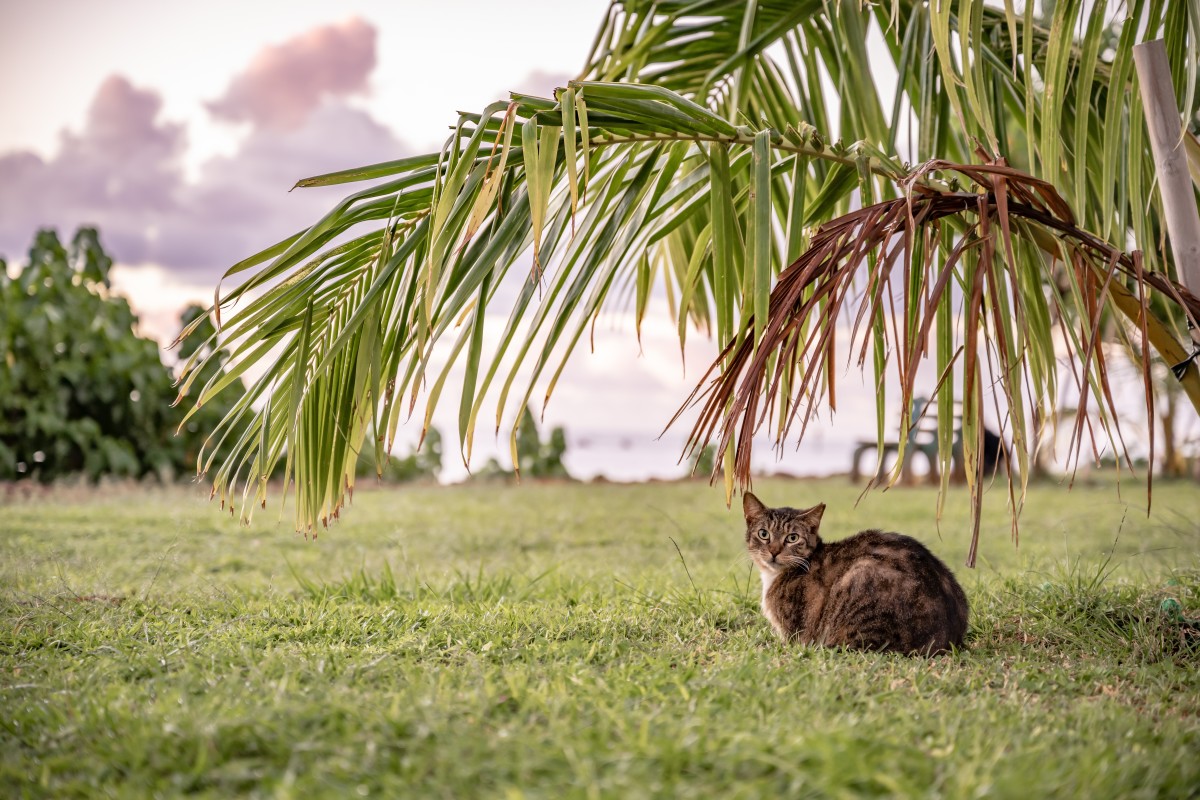 Video of Only Free-Range Cat Sanctuary in Hawaii Looks Like a Dream ...